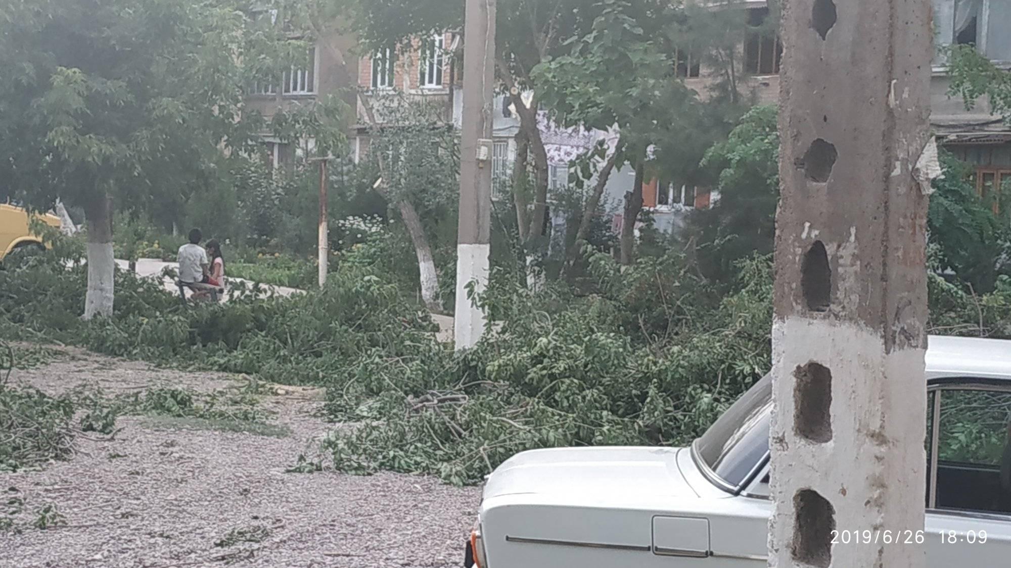 Ohangaron shahridagi daraxtlar nima sababdan kesilmoqda? (foto)