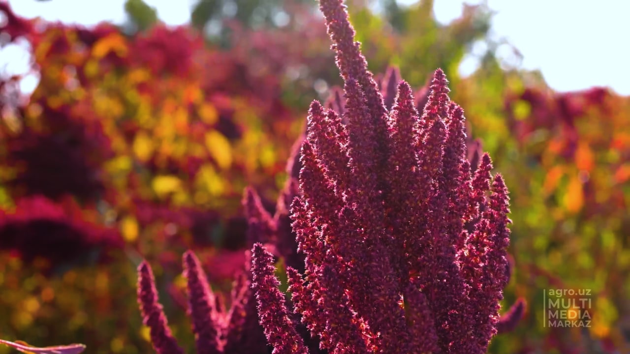 Uzbekistan starts cultivating Amaranth plant