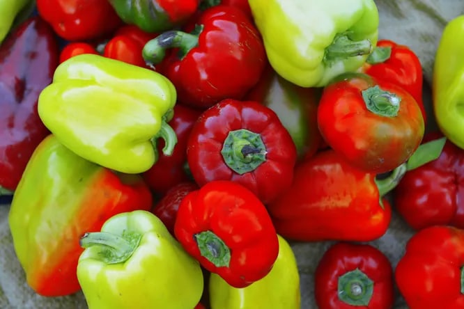 Булғор қалампирини қишгача янгидек сақлаш бўйича тавсиялар