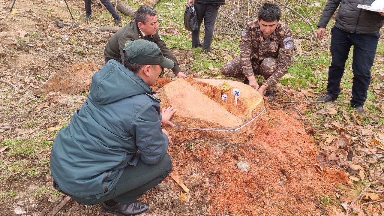 16 perennial trees hewn at construction site in Tashkent