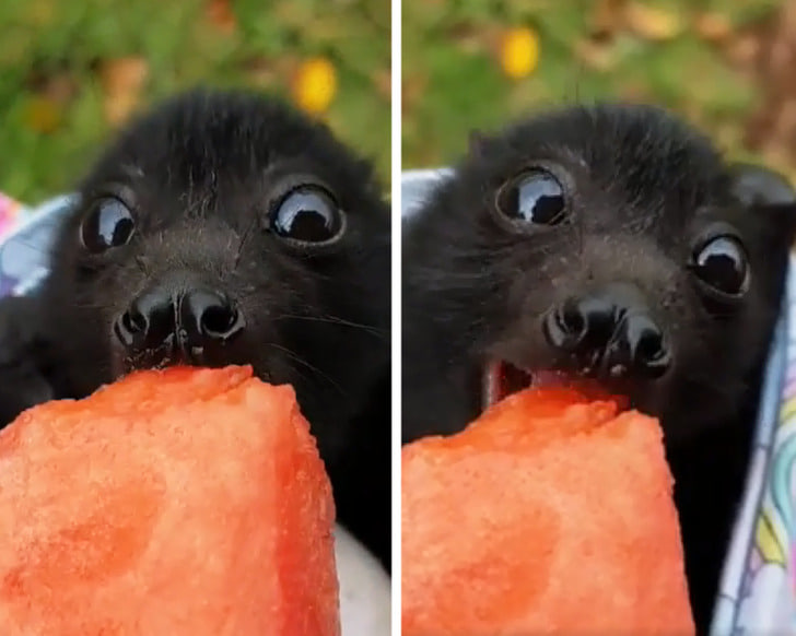 Tushkun kayfiyatdan asar ham qoldirmaydigan samimiy suratlar