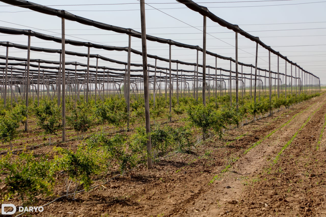 O‘zbekistonda dehqon xoʻjaliklari va kichik tadbirkorlik subyektlariga 50 mln soʻmgacha garovsiz ...