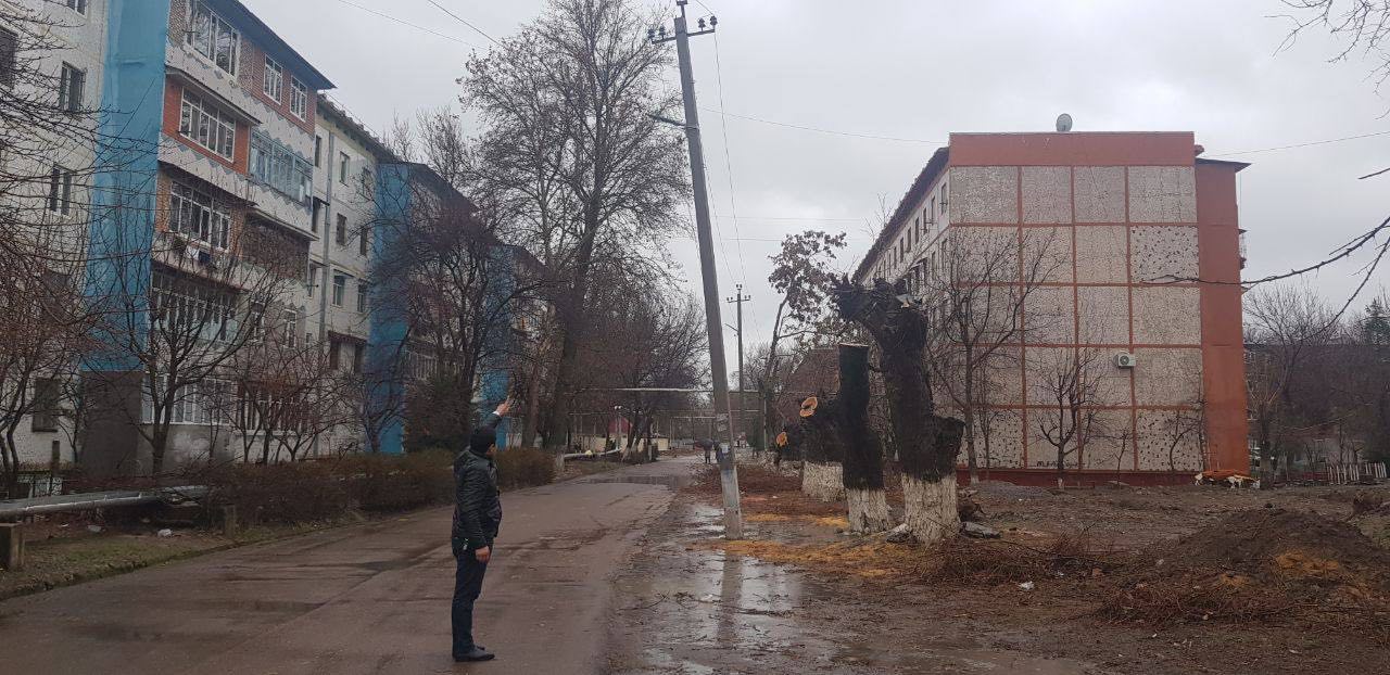 Chirchiqda uch tup tut daraxti kesib ketildi