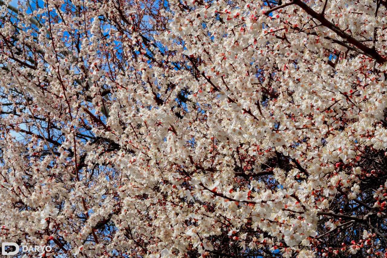 Navro‘z bayrami kunlari O‘zbekistonda qanday ob-havo kutilmoqda?