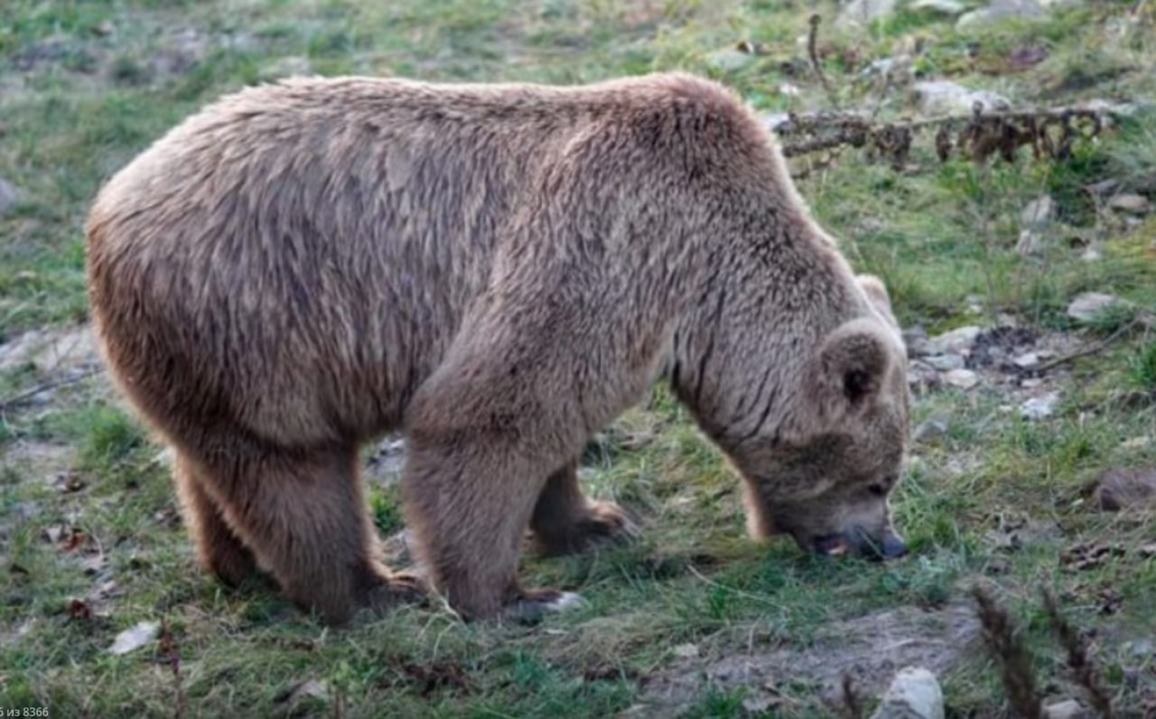 Tojikistonda ayiq 50 taga yaqin qoramolni g‘ajib tashladi