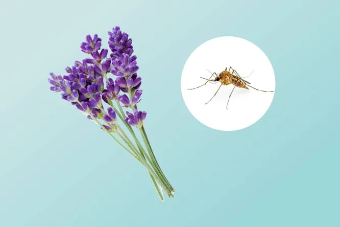 Moychechak, melissa va yalpiz: chivin va hasharotlarni yaqin yo ...