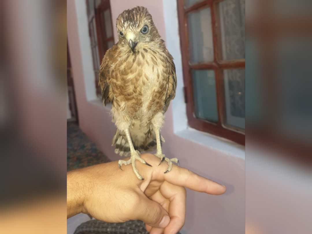 Navoiyda Qizil kitobga kiritilgan lochin qushi 100 dollarga ...