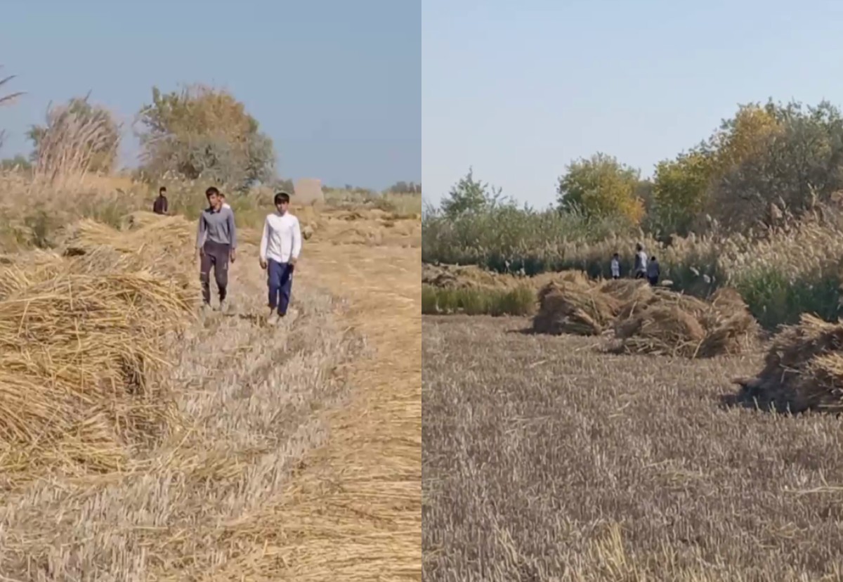 Xorazmda o‘quvchilarni sholi o‘rimiga jalb qilgan fermer jarimaga tortildi