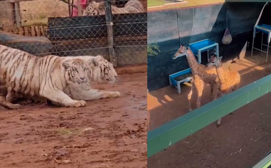 Toshkent hayvonot bog‘iga zebra, jirafa, oq Bengal yo‘lbarsi va oq sher ...