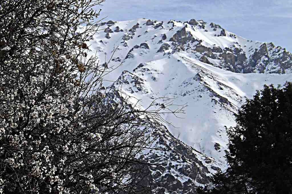 Bo‘stonliqning tog‘li Chimyon qishlog‘ida bodom gulladi