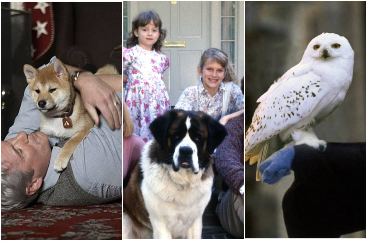 Qutb boyqushi, kuchuk, qora mushukcha: Tomoshabinlarning sevimlisiga ...