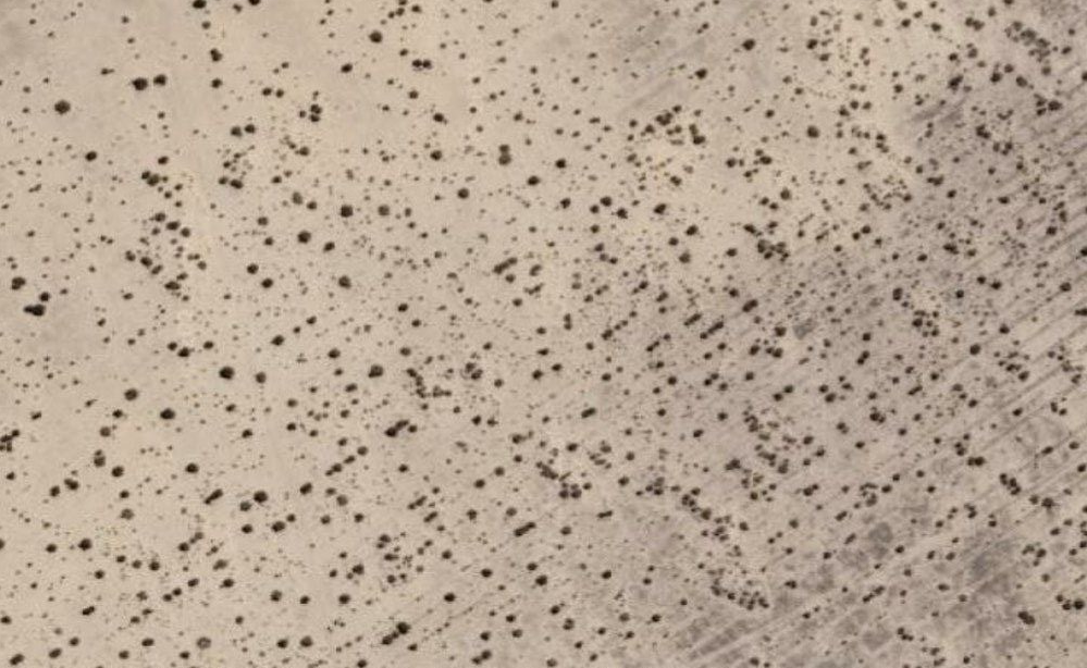 Aral Sea's dry bed turns green, saxauls planted in 2018 now visible ...