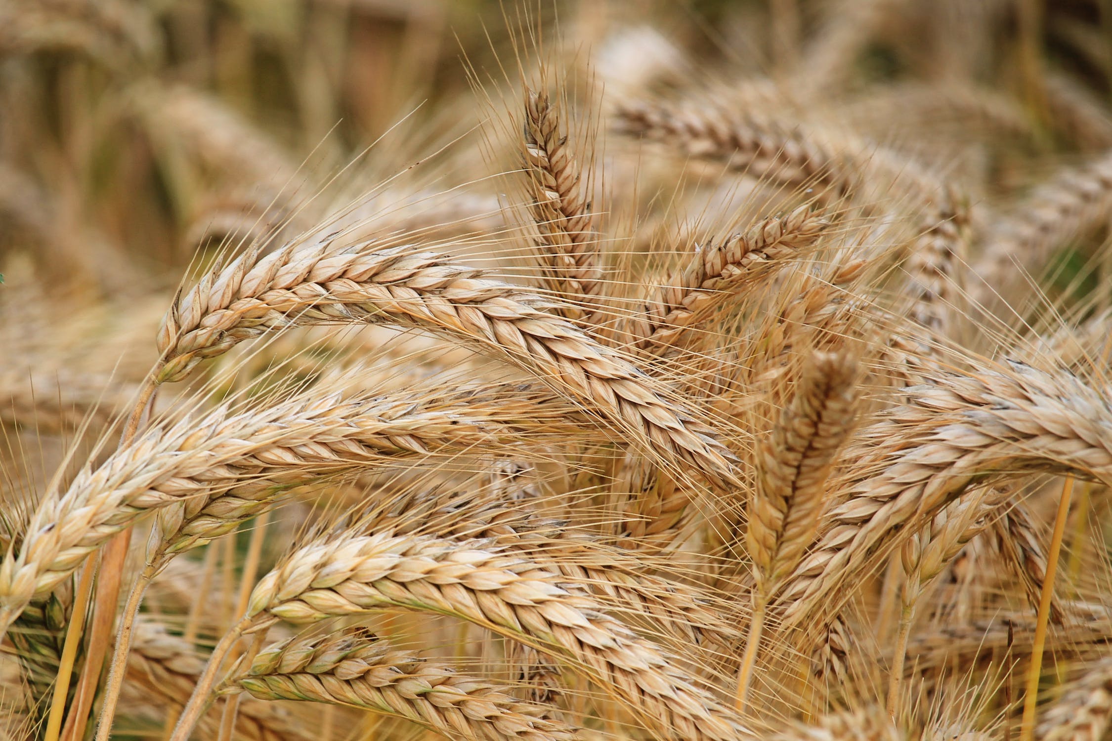 Kazakhstan's wheat and meslin exports soar by 16.5% in volume and 3.5% ...