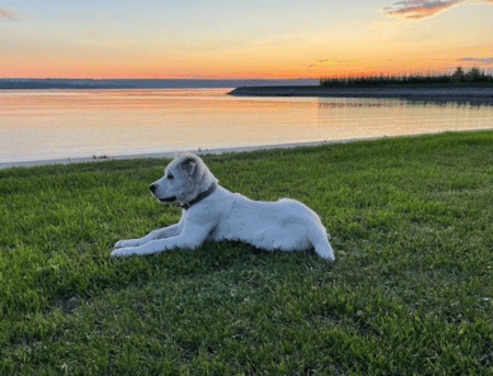 Turkmen shepherd Ak dost triumphs at Russian championships