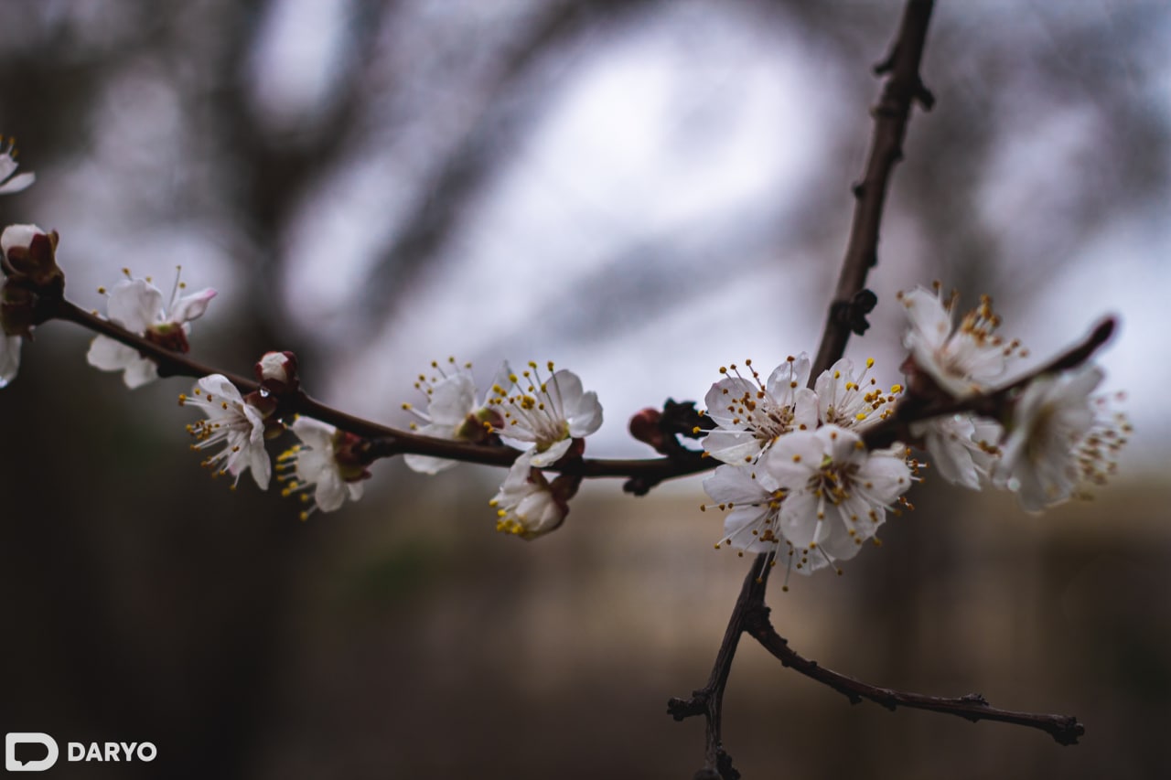 O‘zbekistonning ayrim hududlarida 26-mart kuni yomg‘ir yog‘adi